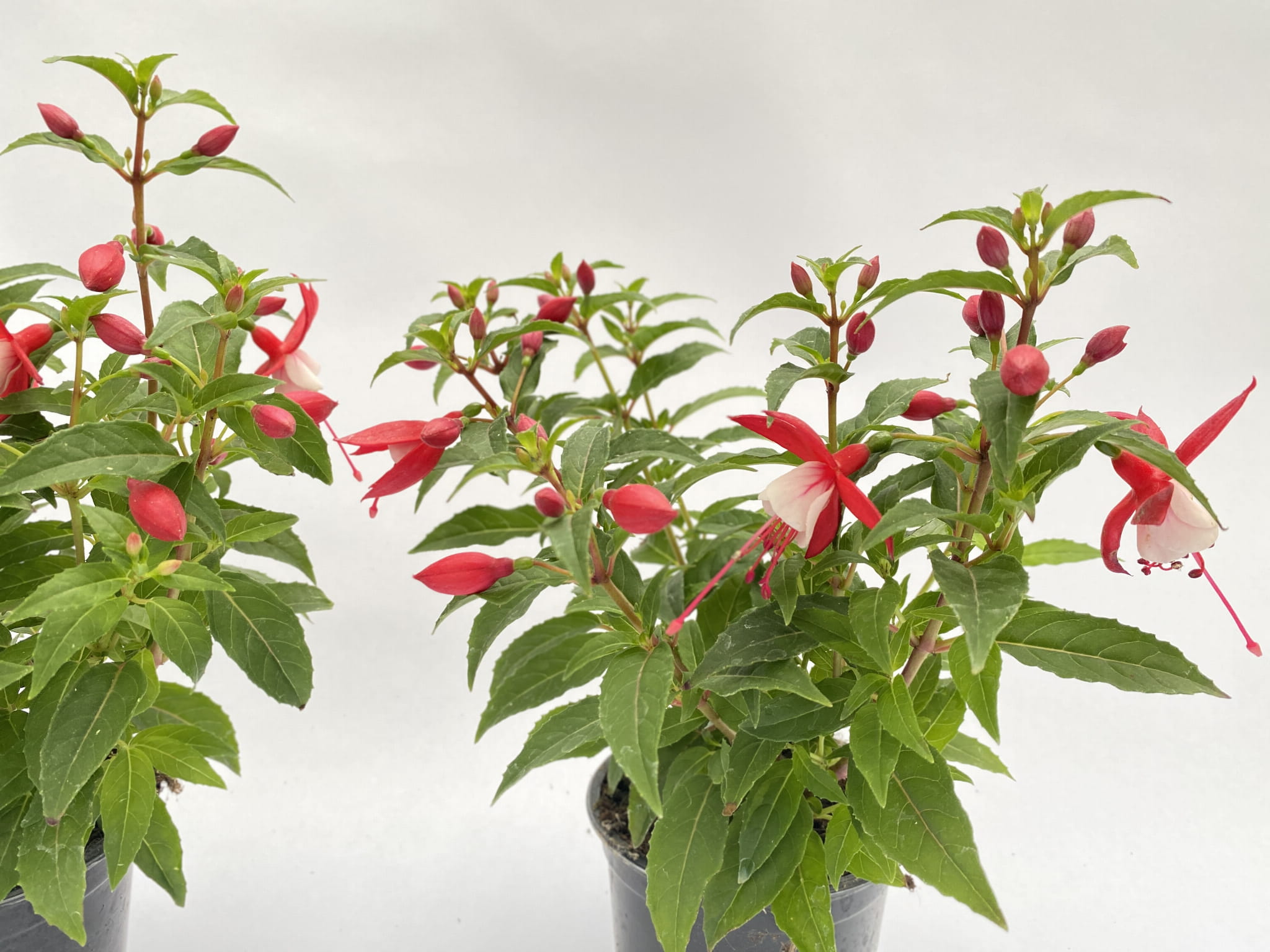 Fuksja Fuchsia Ernie czerwono biała sadzonka - Arena.pl